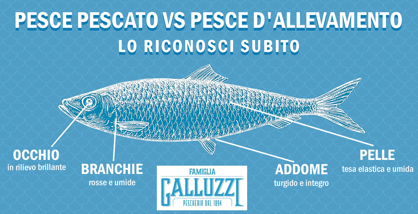 Pesce pescato vs pesce d'allevamento - Famiglia Galluzzi